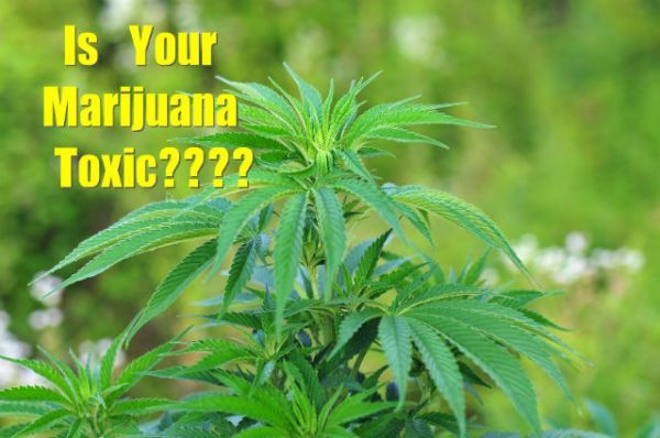 Is Your Marijuana Toxic: Here's How You Can Tell