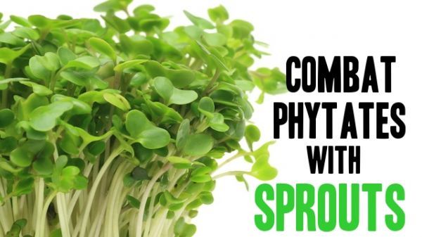 Soaking and Sprouting to Combat Phytates and Lectins