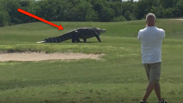 Massive Gator on FL Golf Course: Fake or Real? We Polled Our Staff