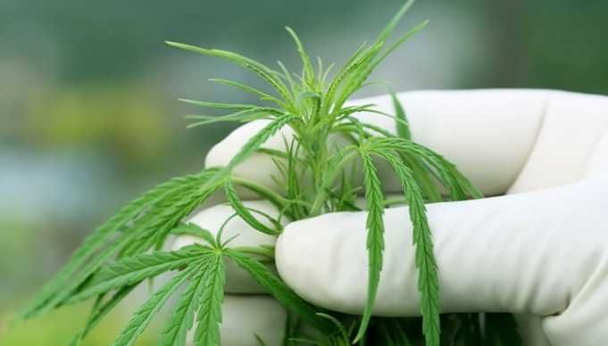 How To Skip The High But Get All The Other Benefits Of Pot